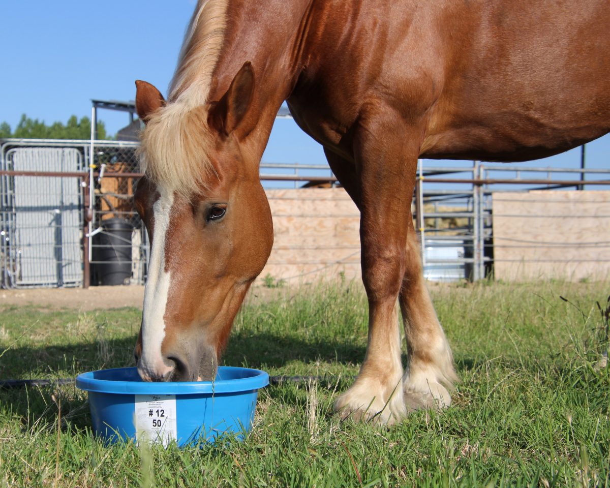 IMG_1575 | Vitalix Inc.