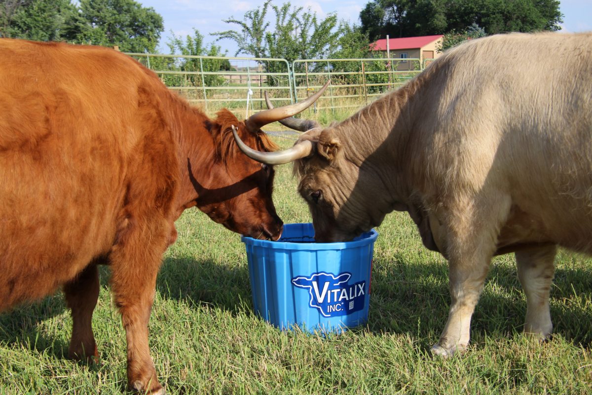 IMG_2164 | Vitalix Inc.