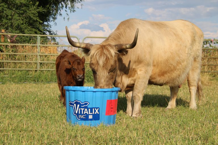 IMG_2233 | Vitalix Inc.Vitalix Inc.