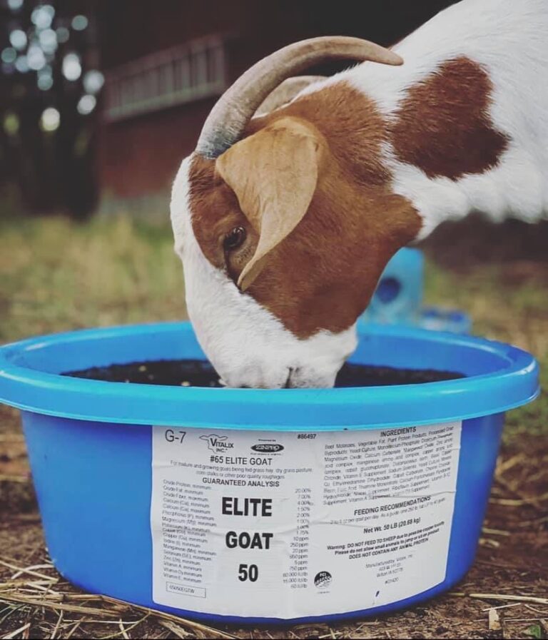 Elite Goat | Vitalix Inc.